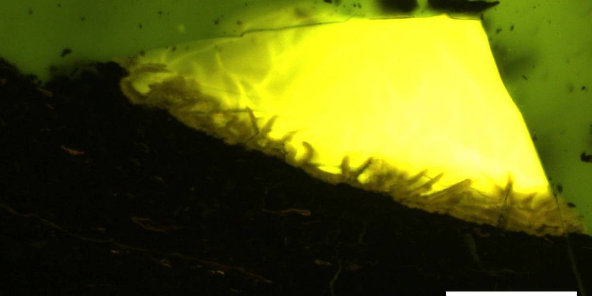 First-Ever Amber Discovered in Antarctica Shows Rainforest Existed Near ...