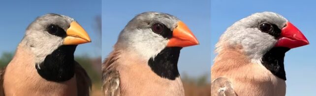 Just One Atom Can Totally Change a Parrot's Color - Here's How ...