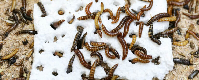 Plastic-Eating Insect Discovered in Kenya Is The First of Its Kind in ...