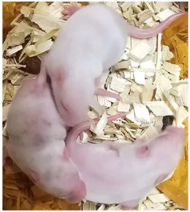 Genes Older Than Animal Life Itself Were Inserted Into Mice. Here's ...