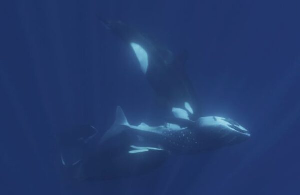 Orcas Have a Killer Technique to Hunt The Biggest Fish in The Ocean ...
