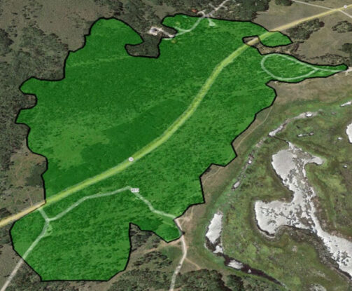 Largest Organism in The World Could Officially Be The Oldest Living ...