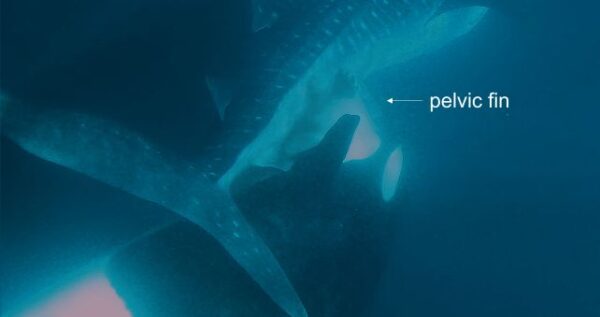 Orcas Have a Killer Technique to Hunt The Biggest Fish in The Ocean ...