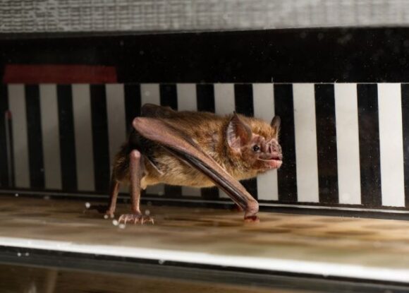 Vampire Bats Run on Little Treadmills to Reveal How They Metabolize ...