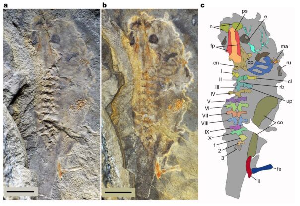 Massive Fossil Breaks Record as The World's Oldest Tadpole : ScienceAlert