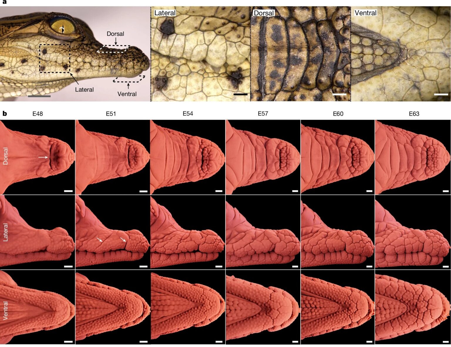 Study Reveals Surprising Force Behind Crocodiles' Bizarre Head Scales ...