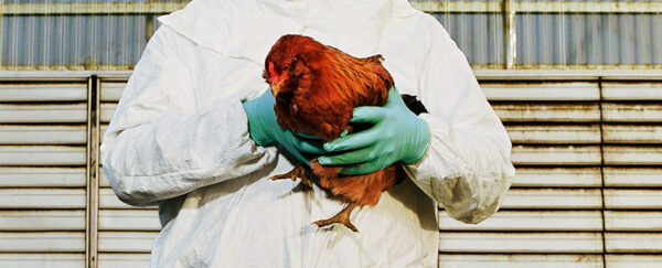 A Single Mutation Could Bring Bird Flu a Critical Step Closer to a New ...