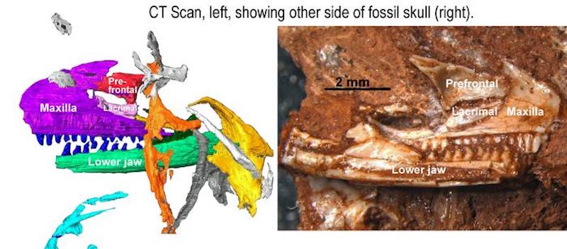 World's Oldest Known Lizard Finally Finds Its Place in Family Tree ...