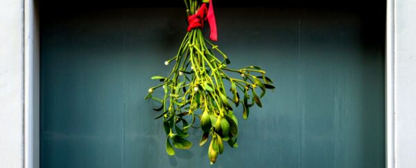 Mistletoe Actually Has a Surprisingly Powerful Healing Effect ...