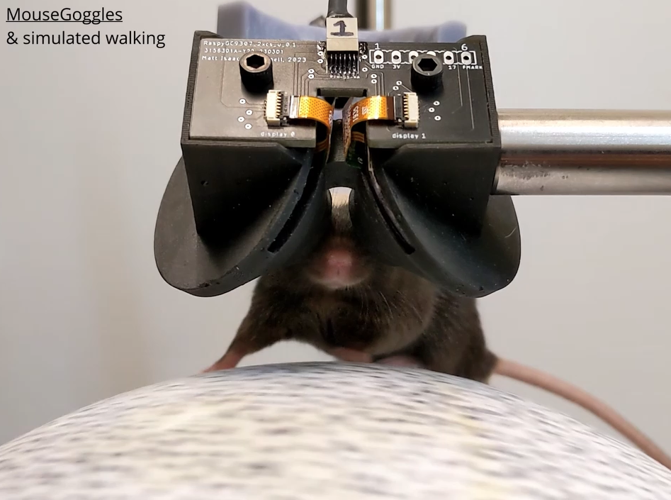 Scientists Have Created VR Goggles For Mice And They're Adorable ...