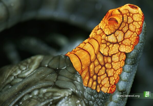 Study Reveals Surprising Force Behind Crocodiles' Bizarre Head Scales ...