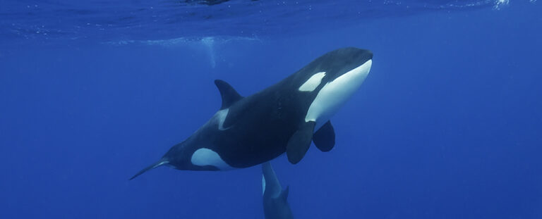 Orcas Are Wearing Dead Salmon as Hats, And Scientists Are Stumped ...