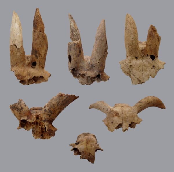 There's Something Strange About These Ancient Egyptian Sheep Horns ...
