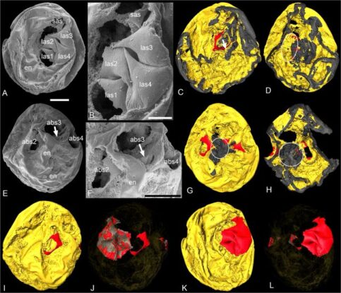 Tiny Fossilized Embryos Reveal Stunning Details of Life Half a Billion ...