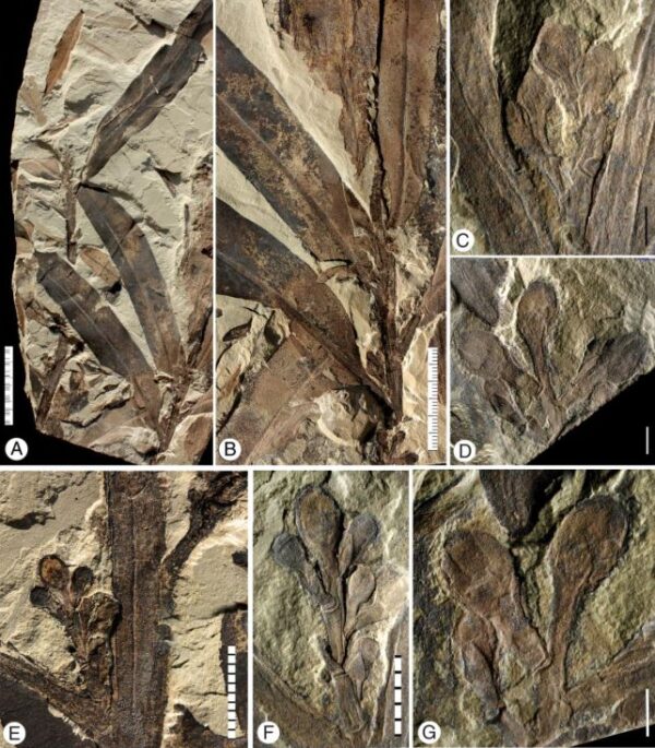 Fossils Reveal Mysterious 'Alien Plant' Is Unlike Any Other Known ...
