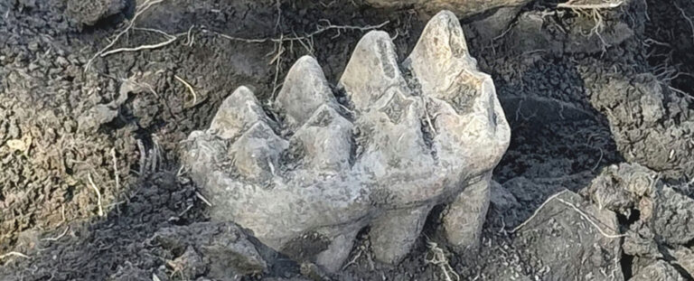 Rare Fossil: Mastodon Jaw Discovered in Back Yard by New York Man ...