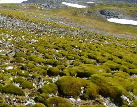 Striking Satellite Images Reveal Antarctica Is 10 Times Greener Than 35 ...