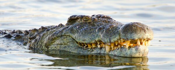 Study Reveals Surprising Force Behind Crocodiles' Bizarre Head Scales ...