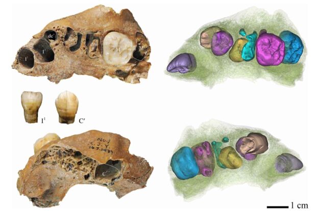 'Large Head People': Mysterious New Form of Ancient Human Emerges ...