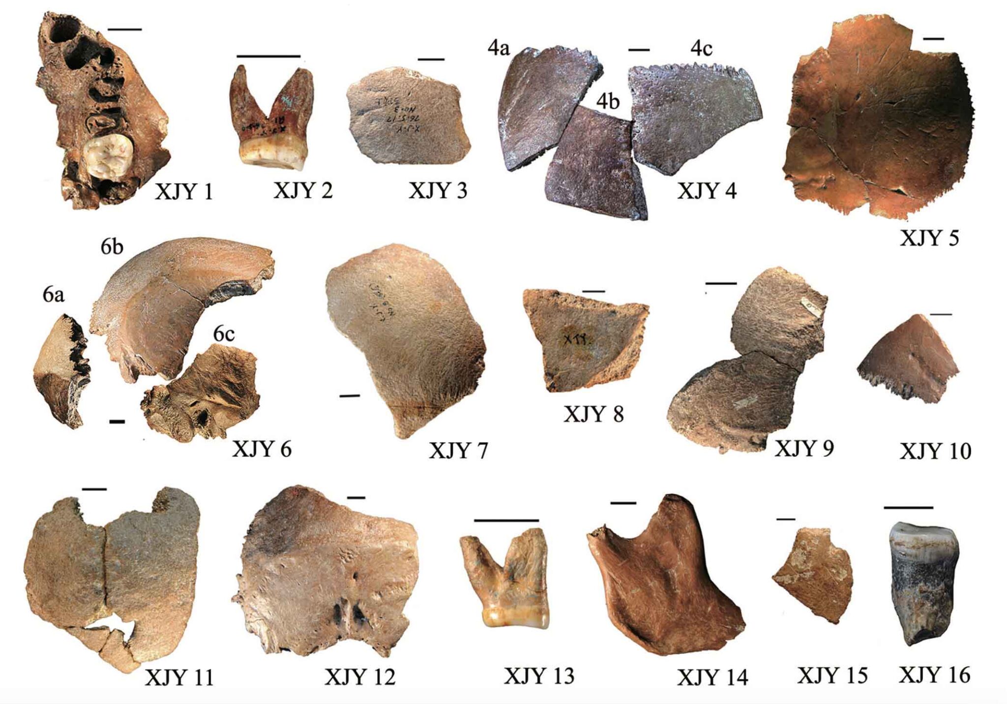 'Large Head People': Mysterious New Form of Ancient Human Emerges ...