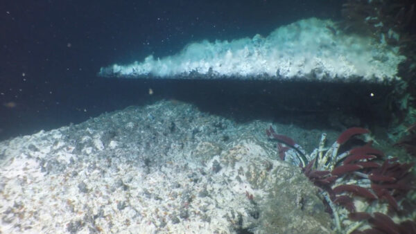 Earth's Underworld Is Full of Life, And It Goes Deeper Than We Ever ...