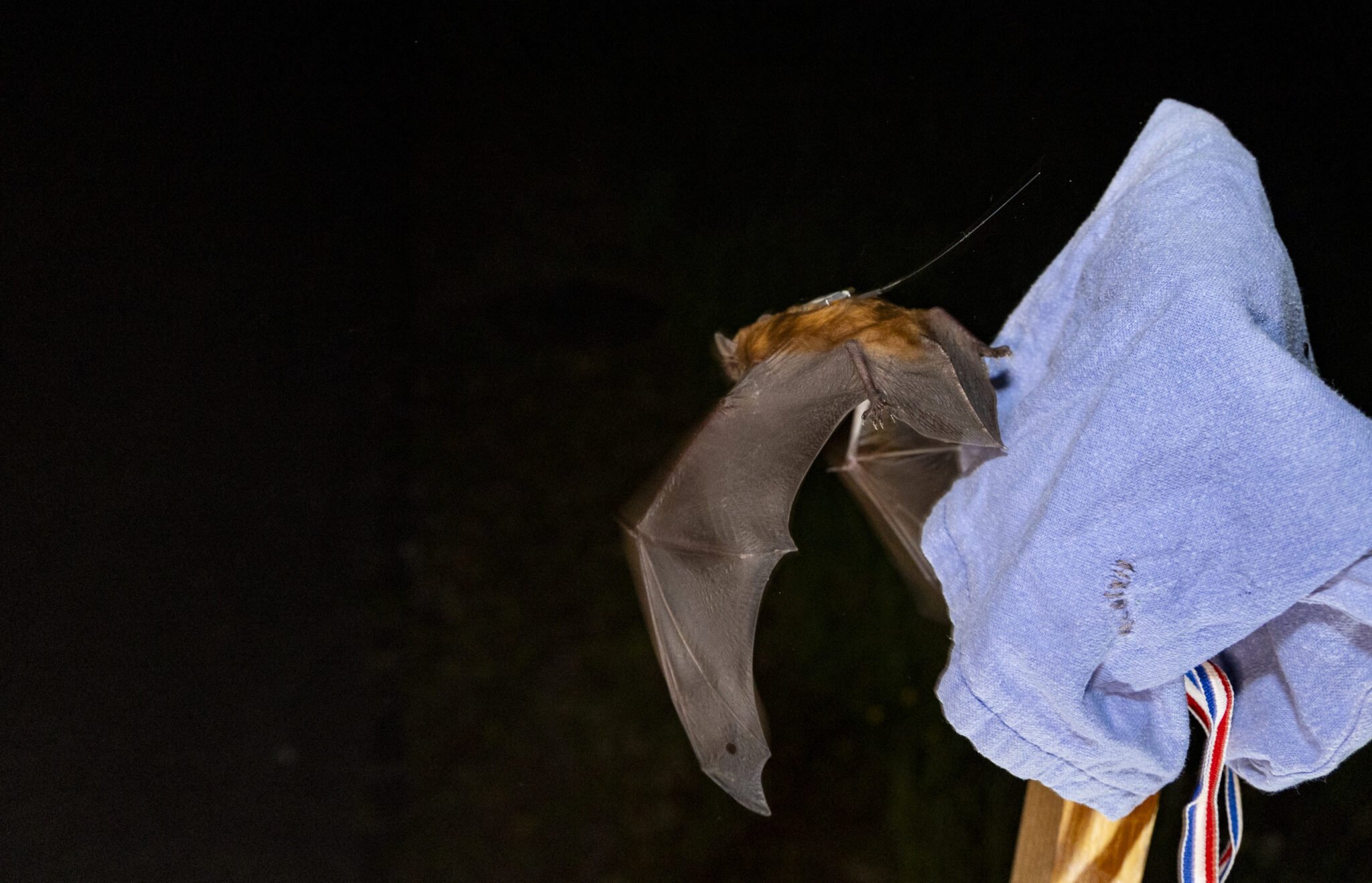 Storm-Surfing Bats Seen Using The Weather to Cover Astonishing ...