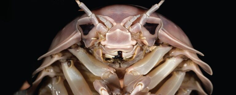 Species of Deep Sea Bug The Size of a Small Dog Named For Star Wars ...