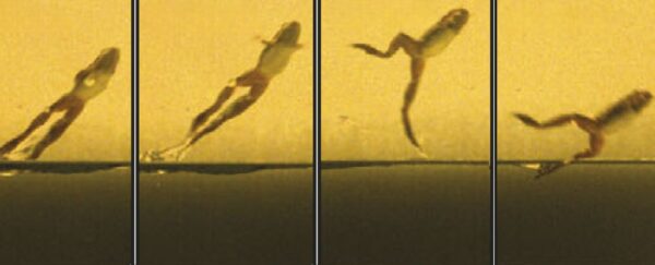 Hilarious 'Fast-Moving Belly Flop' Lets Frogs Walk on Water : ScienceAlert
