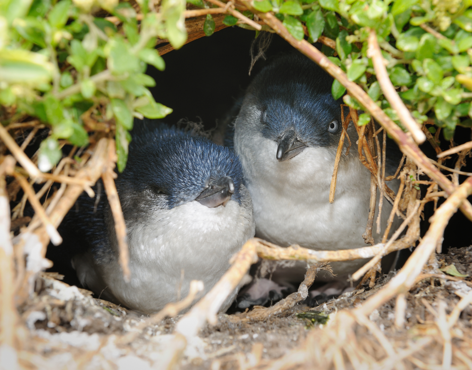 Shock Discovery Reveals Penguins Don't Mate For Life After All ...