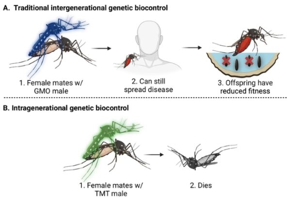'Toxic' Semen Could Turn Mosquito Mating Deadly to Curb Disease Spread ...