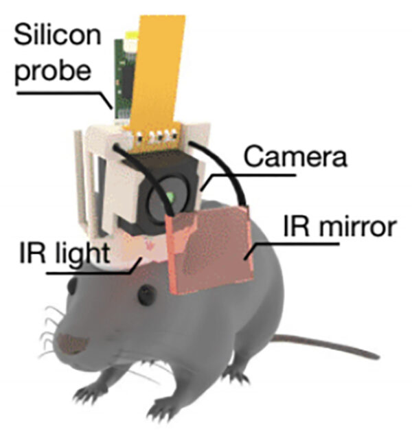 The Size of Your Pupils While You Sleep Could Reveal The Memories You ...