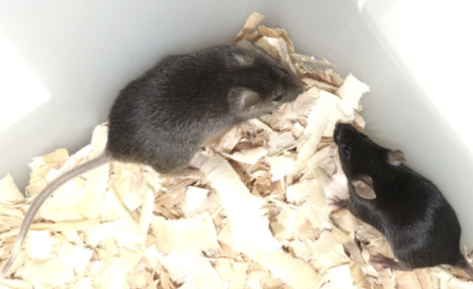 Mouse Created With Two Fathers And No Mother Survives to Adulthood ...