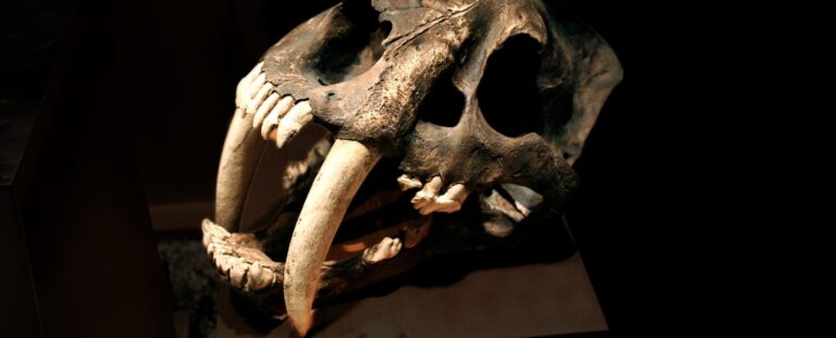 Study Reveals Why Saber Teeth Evolved Repeatedly in Prehistoric ...