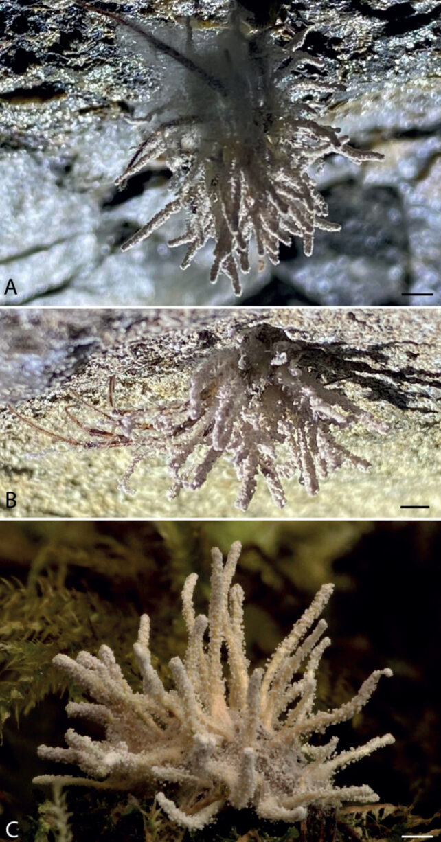 Scientists Discover a Fungus Turning Spiders Into Zombies - Science News