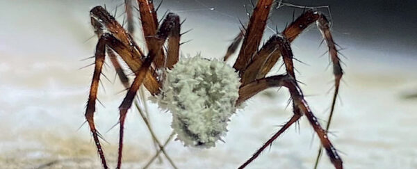 Scientists Discover a Fungus Turning Spiders Into Zombies : ScienceAlert