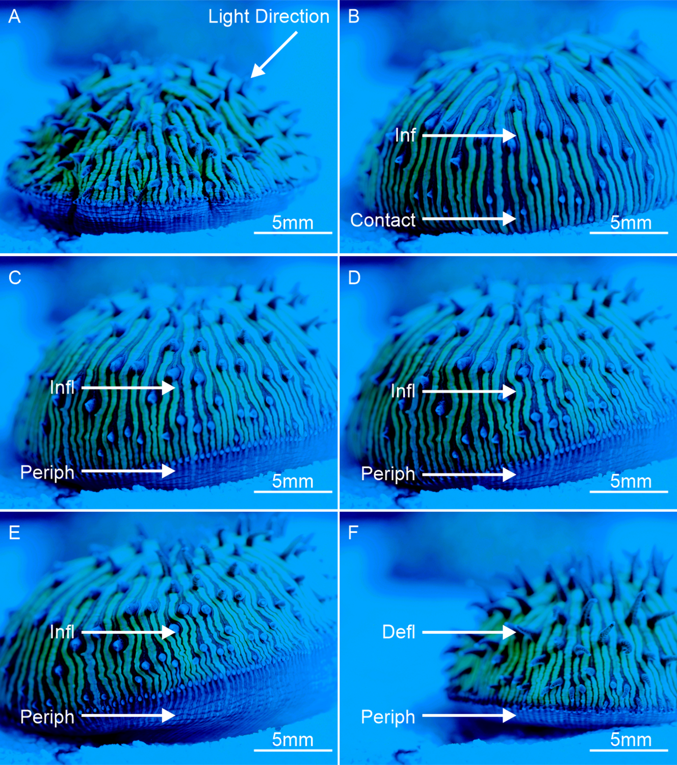This 'Walking' Coral Moves Around, And We Finally Know How : ScienceAlert