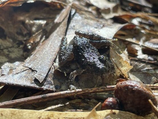 Hilarious 'Fast-Moving Belly Flop' Lets Frogs Walk on Water : ScienceAlert