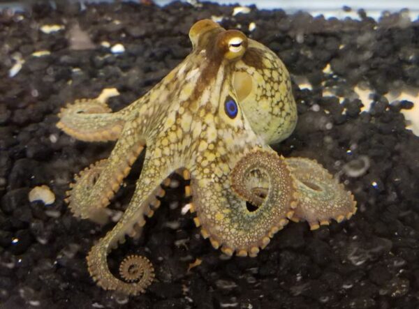 Octopus Arms Are Controlled by a Nervous System That's Like No Other ...
