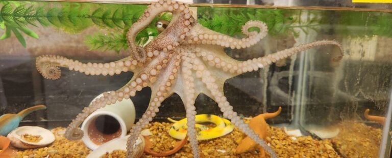 Octopus Arms Are Controlled by a Nervous System That's Like No Other ...