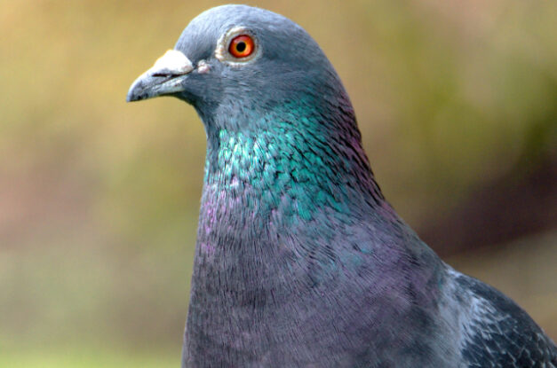 Magnetic Sense in Animals Could Be Shockingly Close to Quantum Limits ...