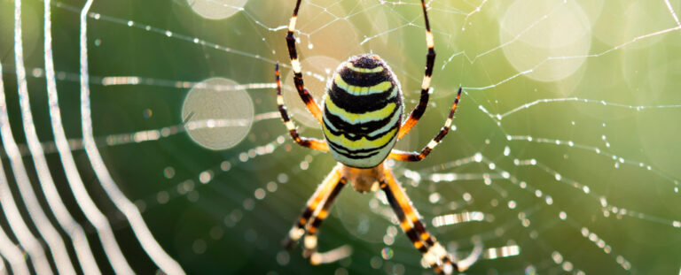 Mystery of Spiders' Sense of Smell May Finally Be Solved in New Study ...