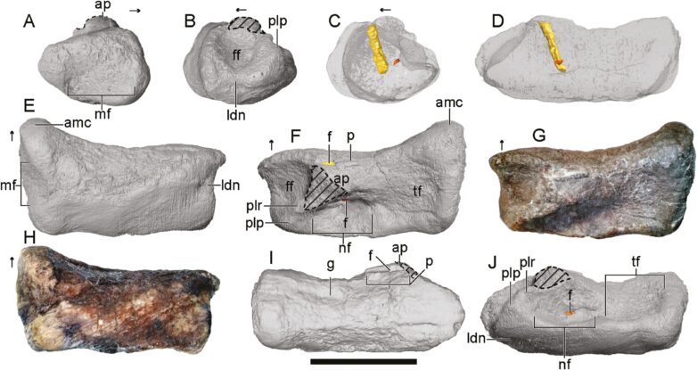 Fossil Discovery Rewrites Global Dinosaur History : ScienceAlert