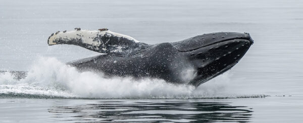 Incredible Video: Whale Swallows Man Then Spits Him Out Again ...