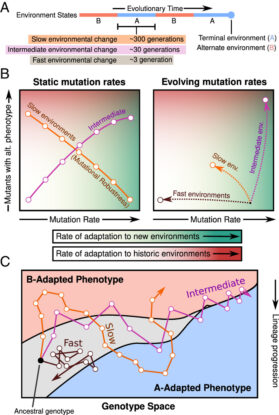 New Evidence Reveals Evolution Itself May Actually Be Evolving ...