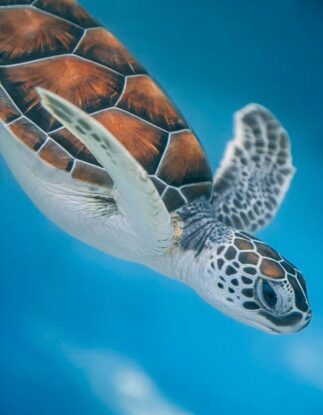 Sea Turtles Dance to Orientate With Earth's Magnetic Field, Study ...