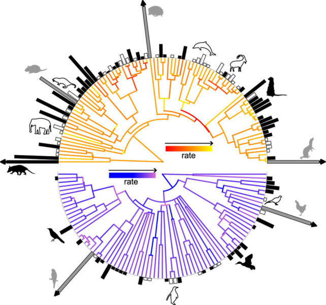 Paradox-Busting Study Finds Bigger Animals Really Are at Greater Risk ...