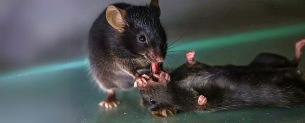 Incredible Discovery Shows Mice Trying to Revive Fallen Companions ...