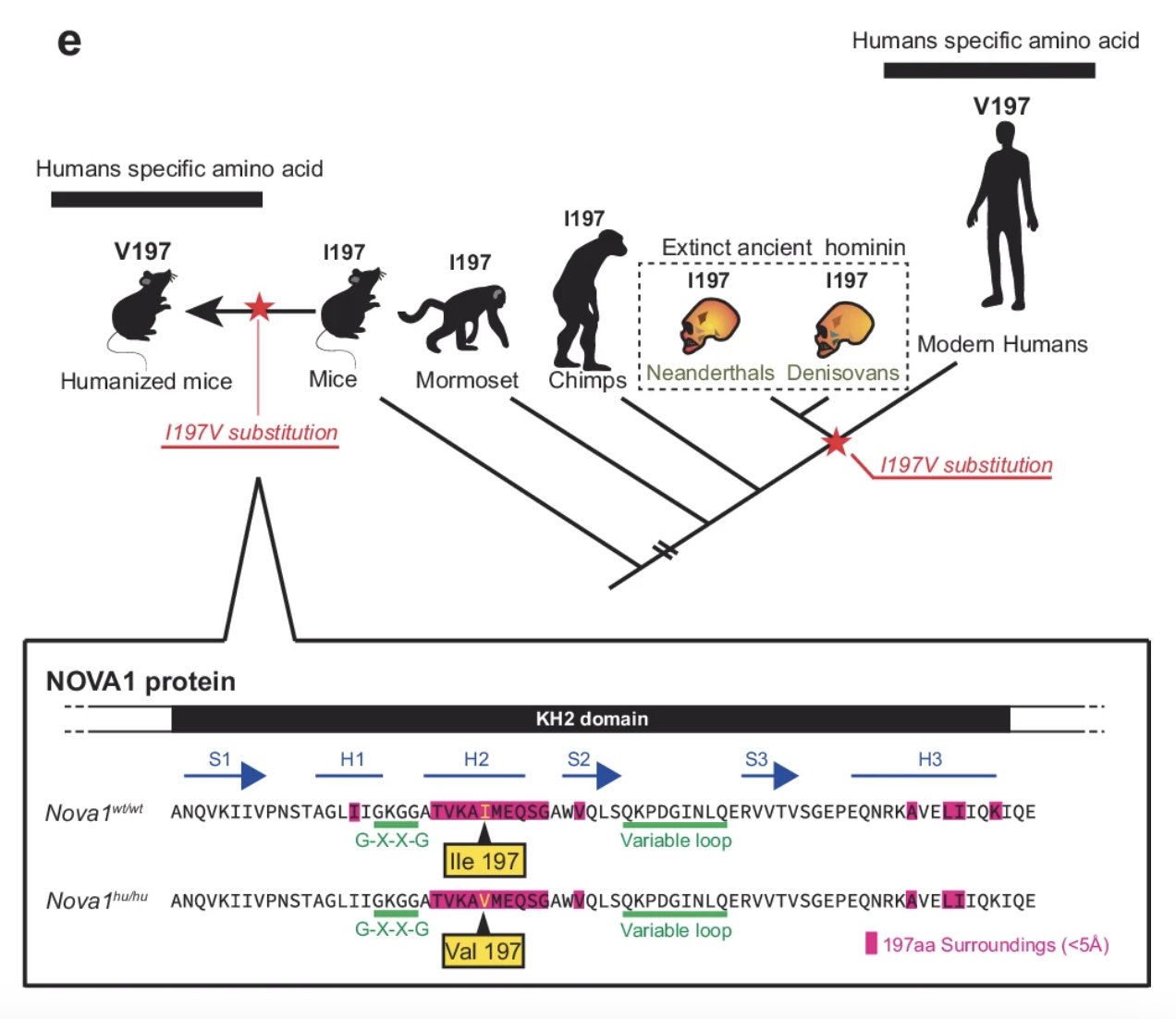 Scientists Put a Human Language Gene Into Mice And Changed Their Voice ...