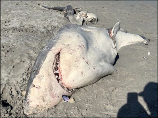 DNA Confirms Orcas Prey Upon One of Australia's Deadliest Marine ...