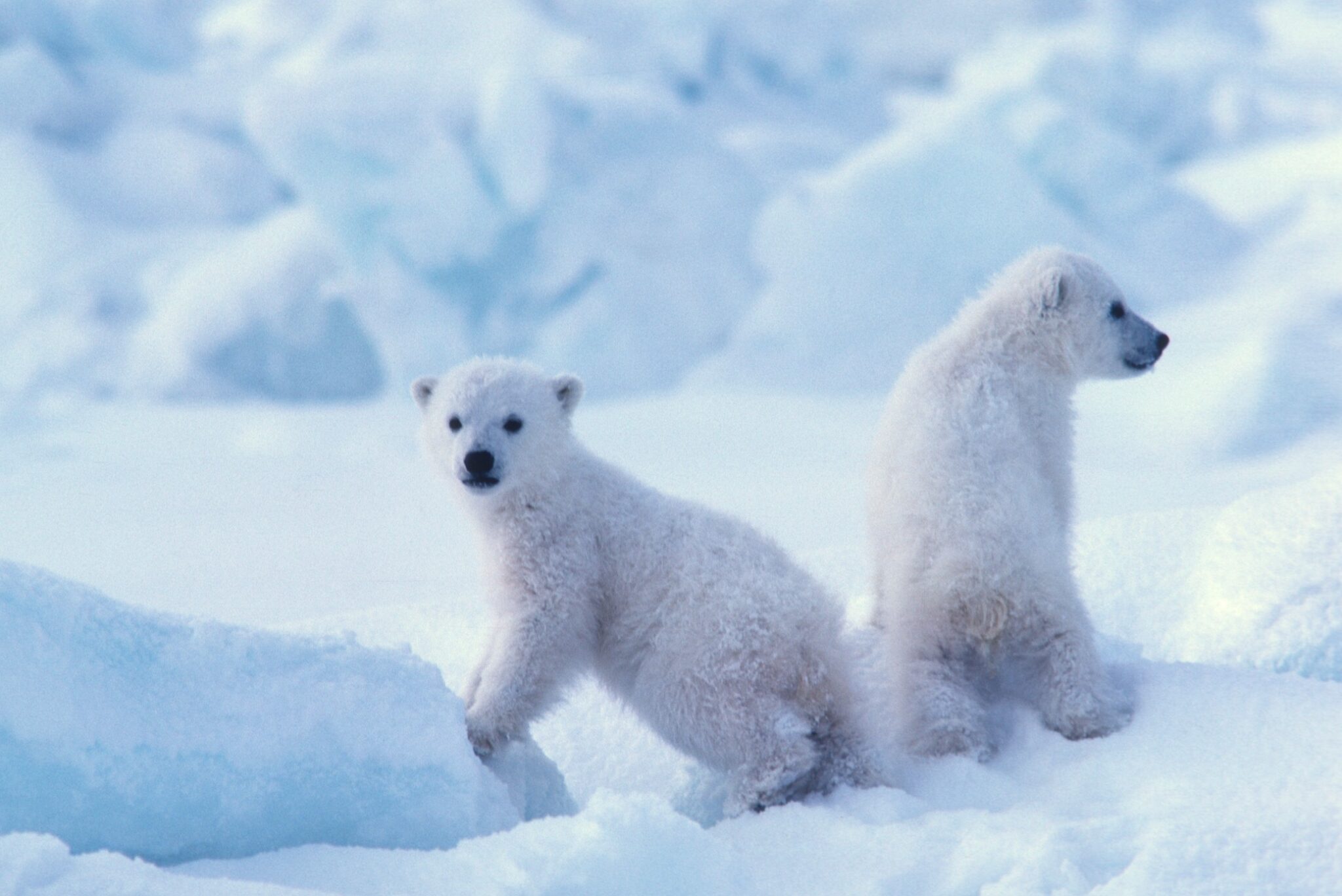 First-Ever Detailed Footage Shows Polar Bear Cubs Emerging From Dens ...
